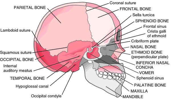 Skull Bones Definition Of Skull Bones By Medical Dictionary Skull Bones Definition Of Skull Bones By Medical Dictionary